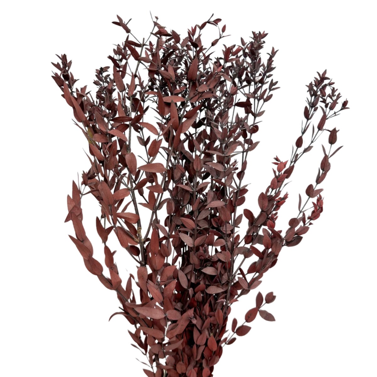 Eukaliptus stabilizowany Parvi (Parvifolia) czerwony | home&you