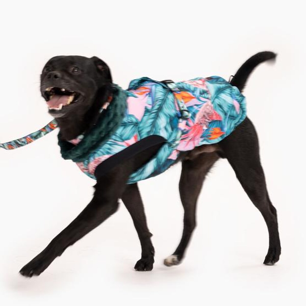 Kurtka dla psa "Mokry sen kury" | home&you