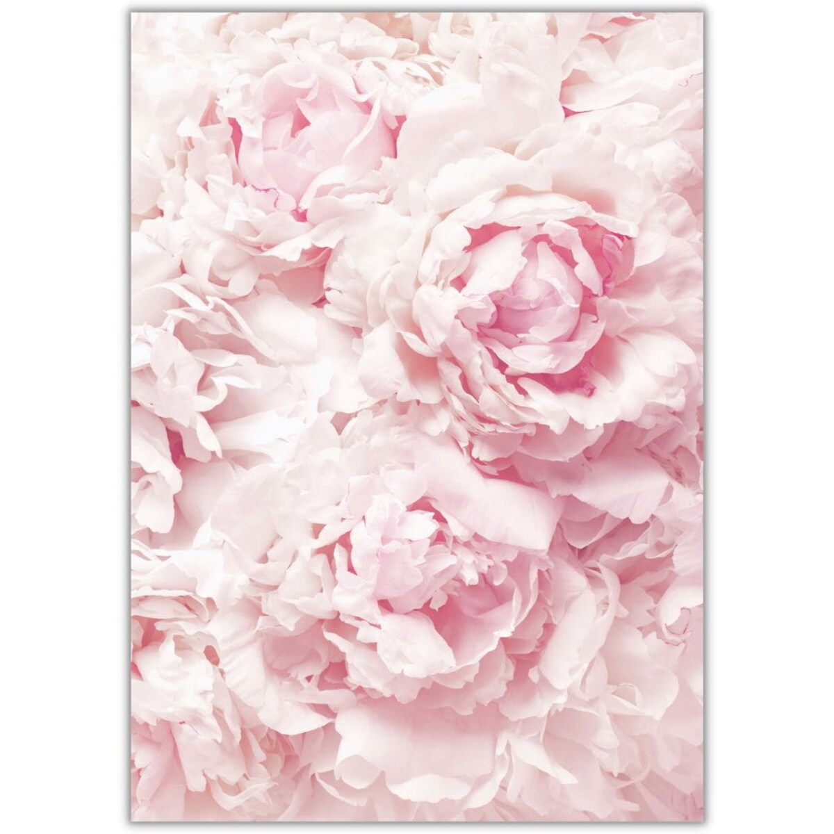plakat różowe piwonie 50x70 cm | home&you