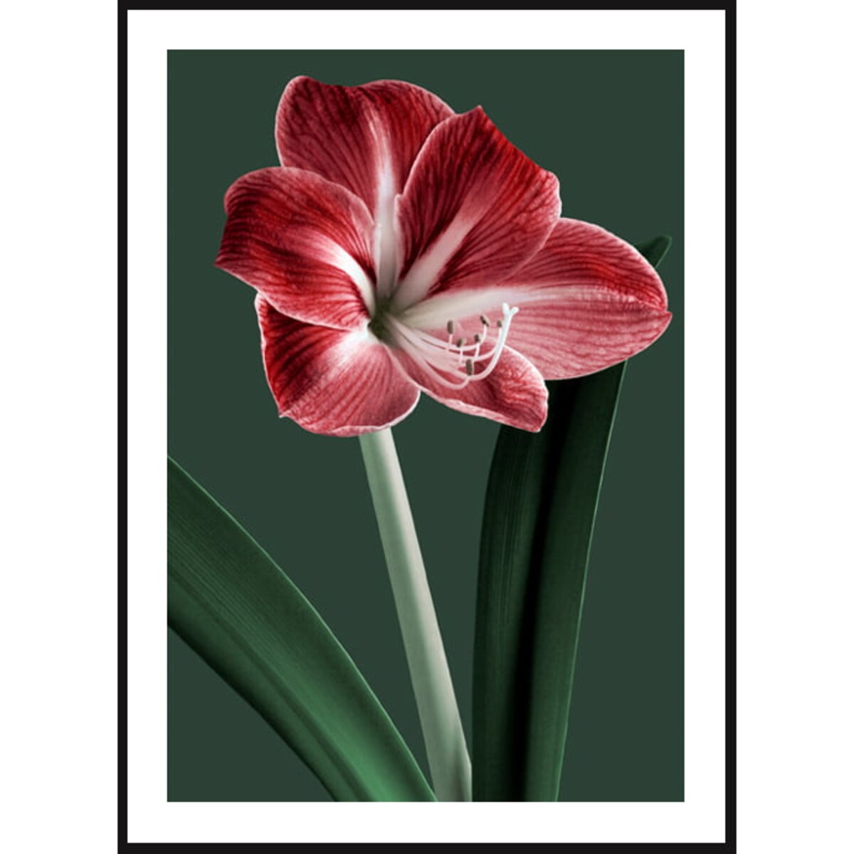 Amarylis - 60x84 cm | home&you