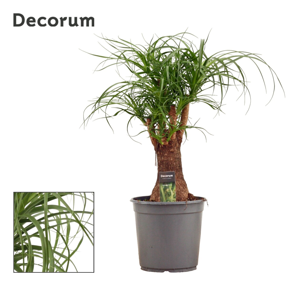 NOGA SŁONIA | Beaucarnea-Nolina XXL doniczka 24cm wysokość 70cm | home&you