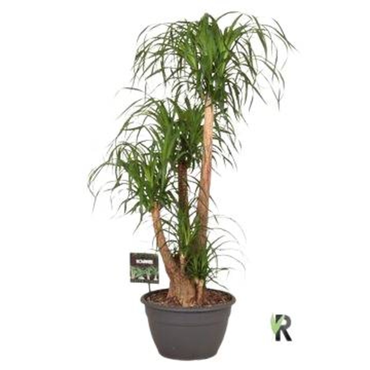 Beaucarnea recurvata – Nolina – „Noga słonia” XXL | Doniczka Ø 35 cm ...