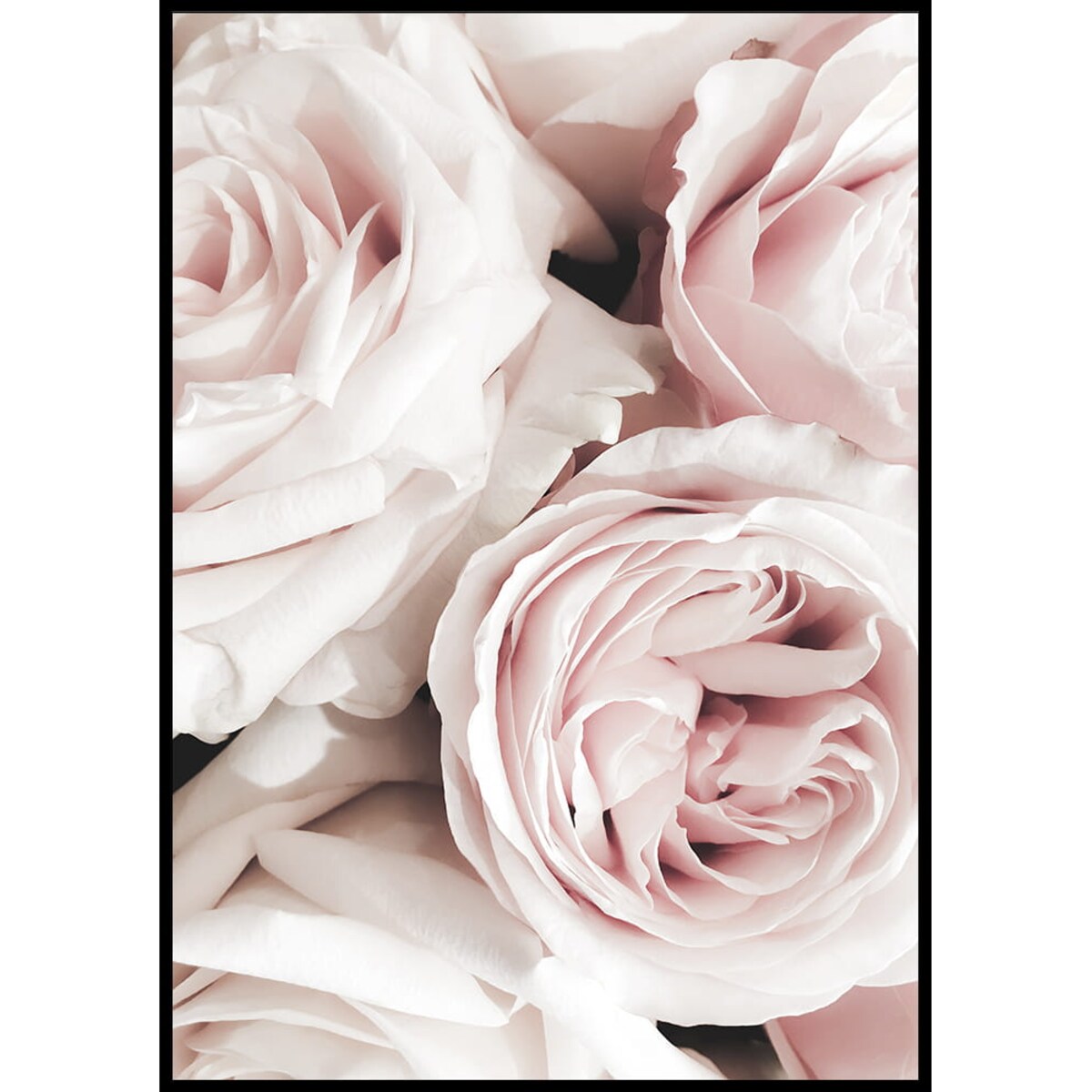 plakat pink roses 50x70 cm | home&you