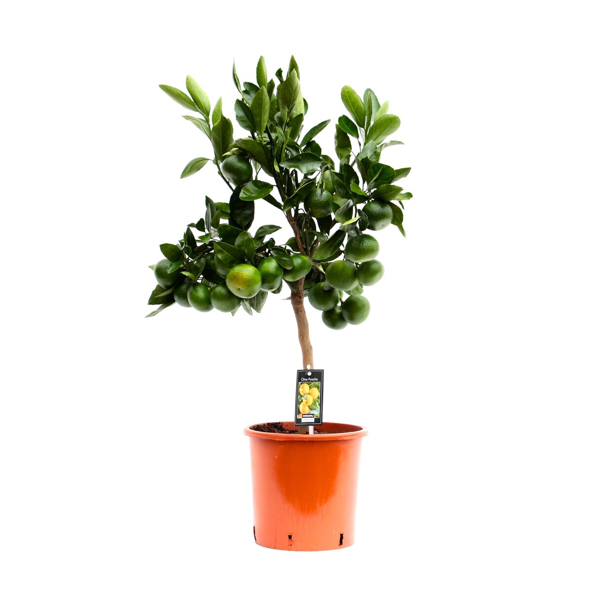 Cytrus Satsuma | Doniczka Ø 22 cm | Wysokość ok. 85 cm | home&you